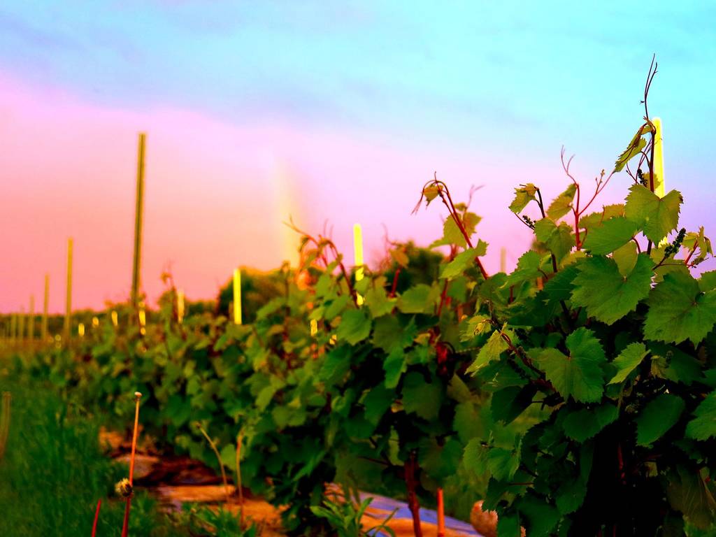15 vignobles du Québec à découvrir pour déguster leurs délicieux vins