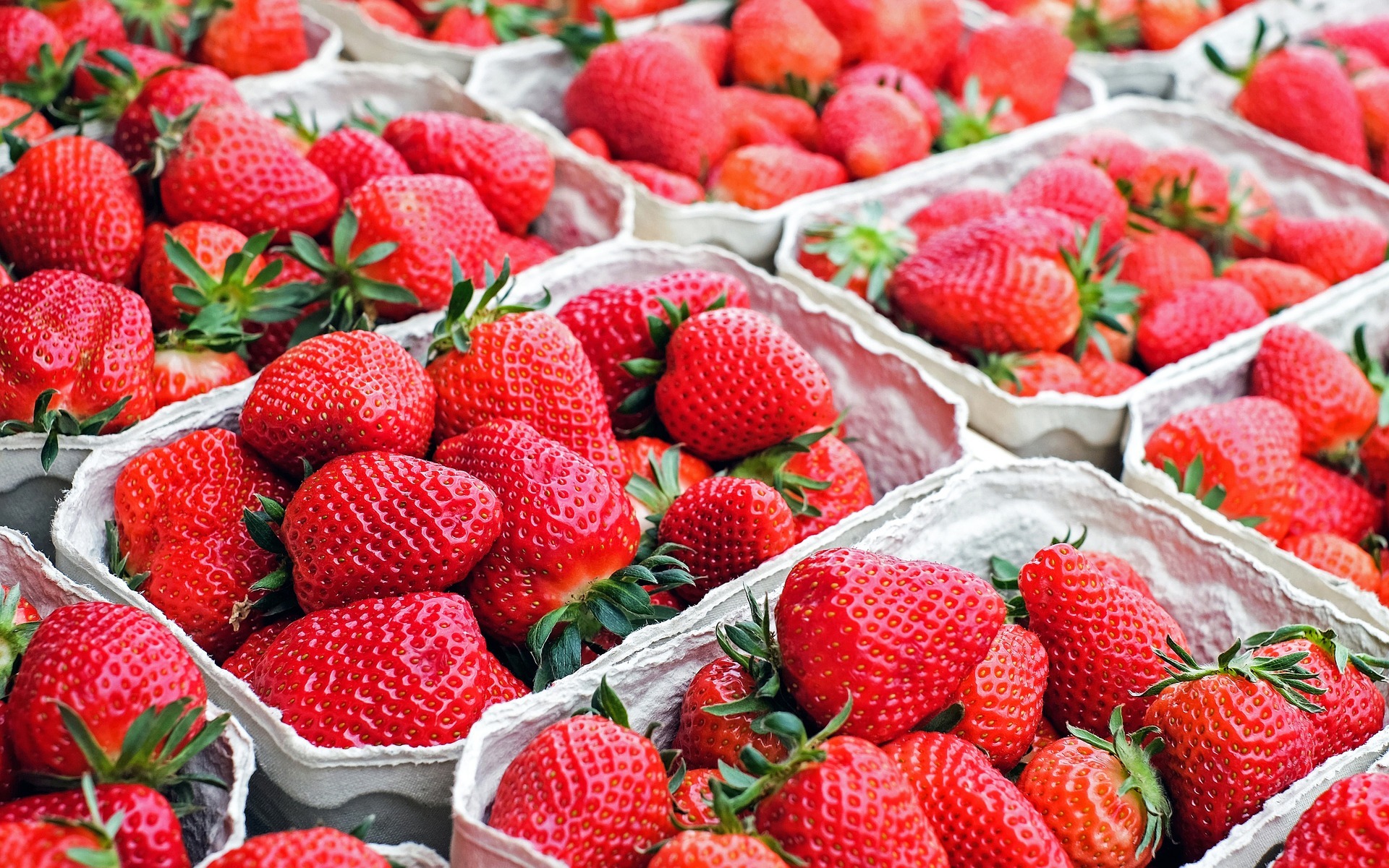Australian strawberry farmers are being forced to ditch fields of fruit