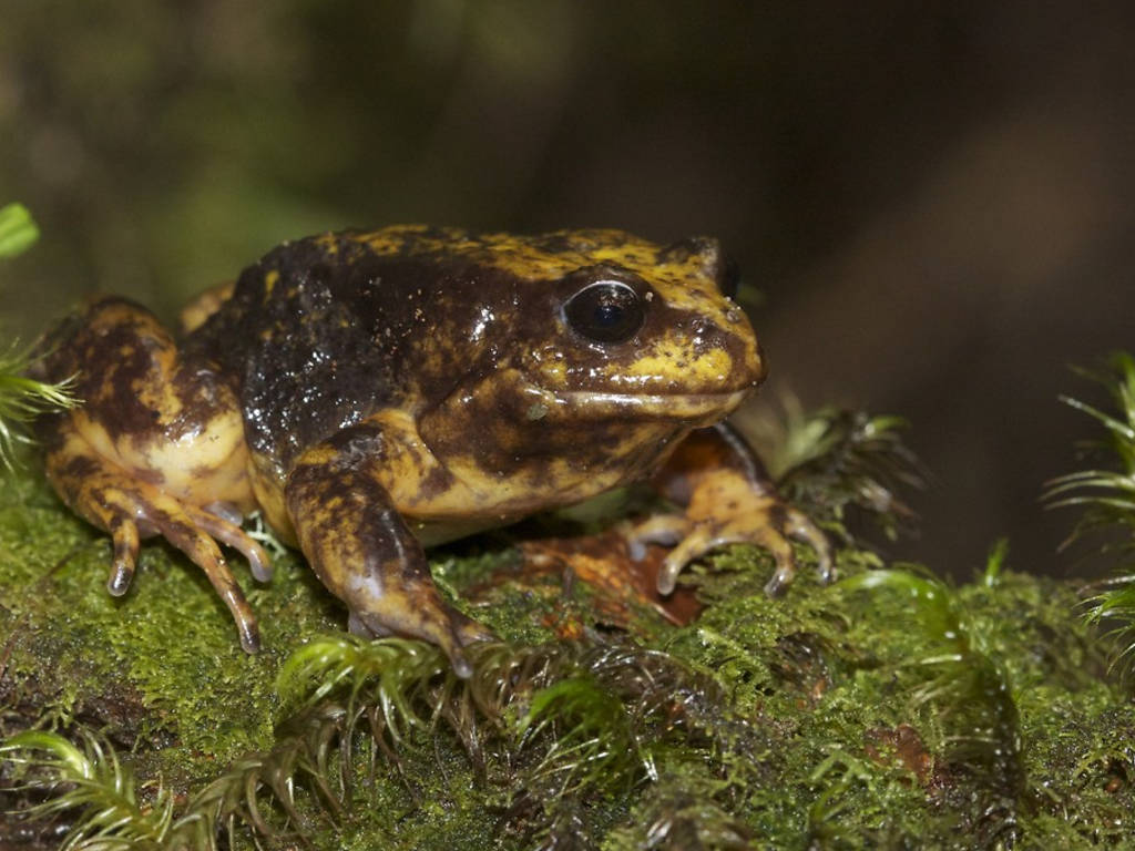The native Australian critters you can only find in Victoria
