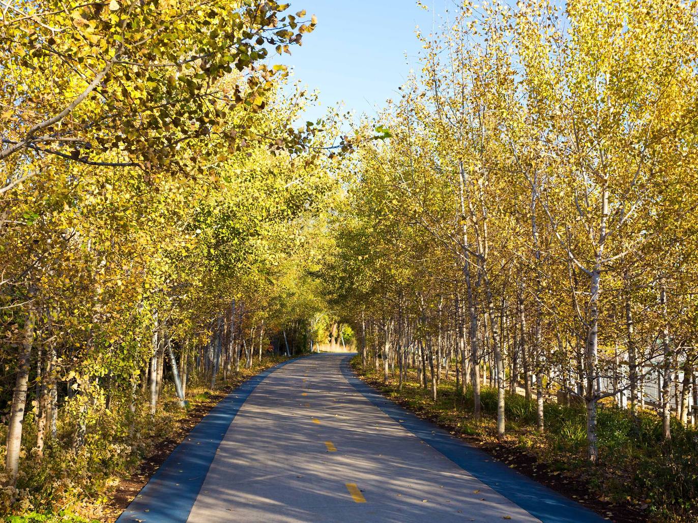 Fall Colors Chicago: 25 Best Places To See Fall Foliage 2023