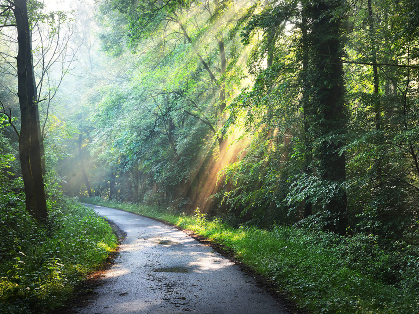 9 Best Things To Do in the New Forest in 2024