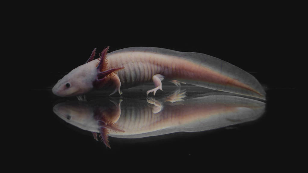 Anfibium: Museo del Axolote y Centro de Conservación de Anfibios