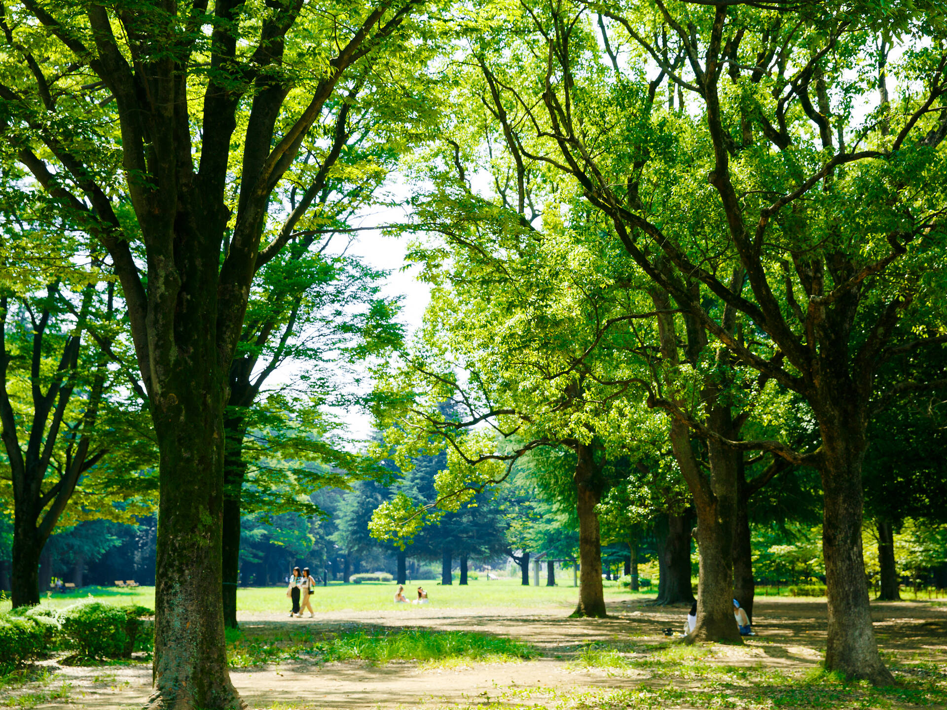 The best parks in Tokyo | Time Out Tokyo