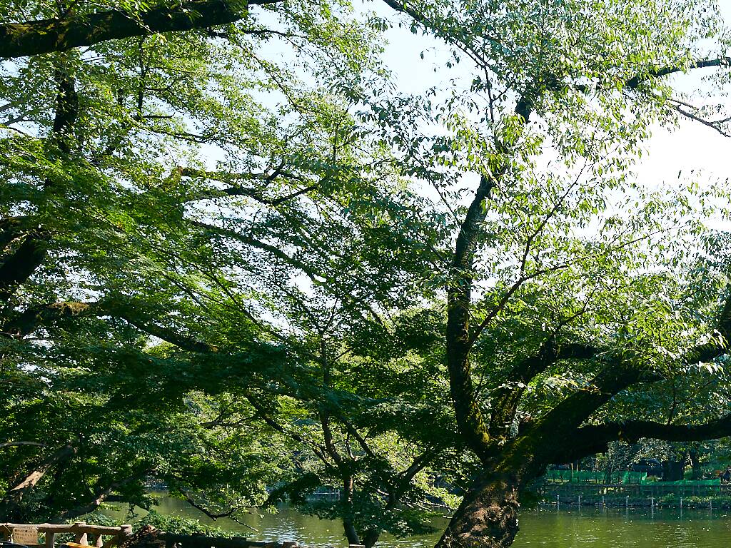 9 best parks and grand green spaces to enjoy in Tokyo