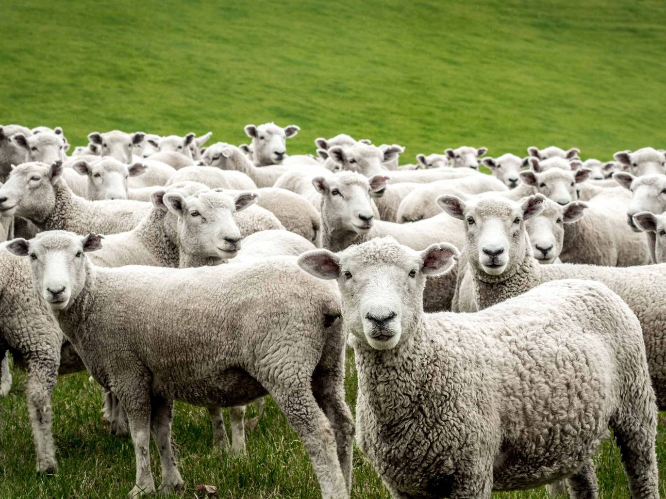 15 Best Farm Stays in the United States | Farm Vacations