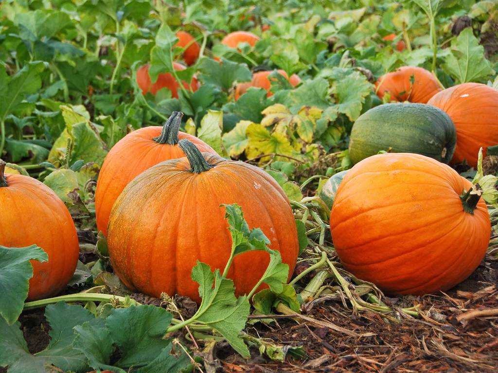 10 Best Pumpkin Patches in the U.S.