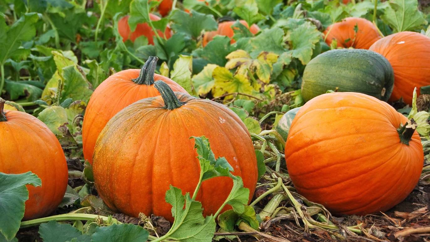 17 Pumpkin Patches Near Chicago To Plan An Outing To In 2022