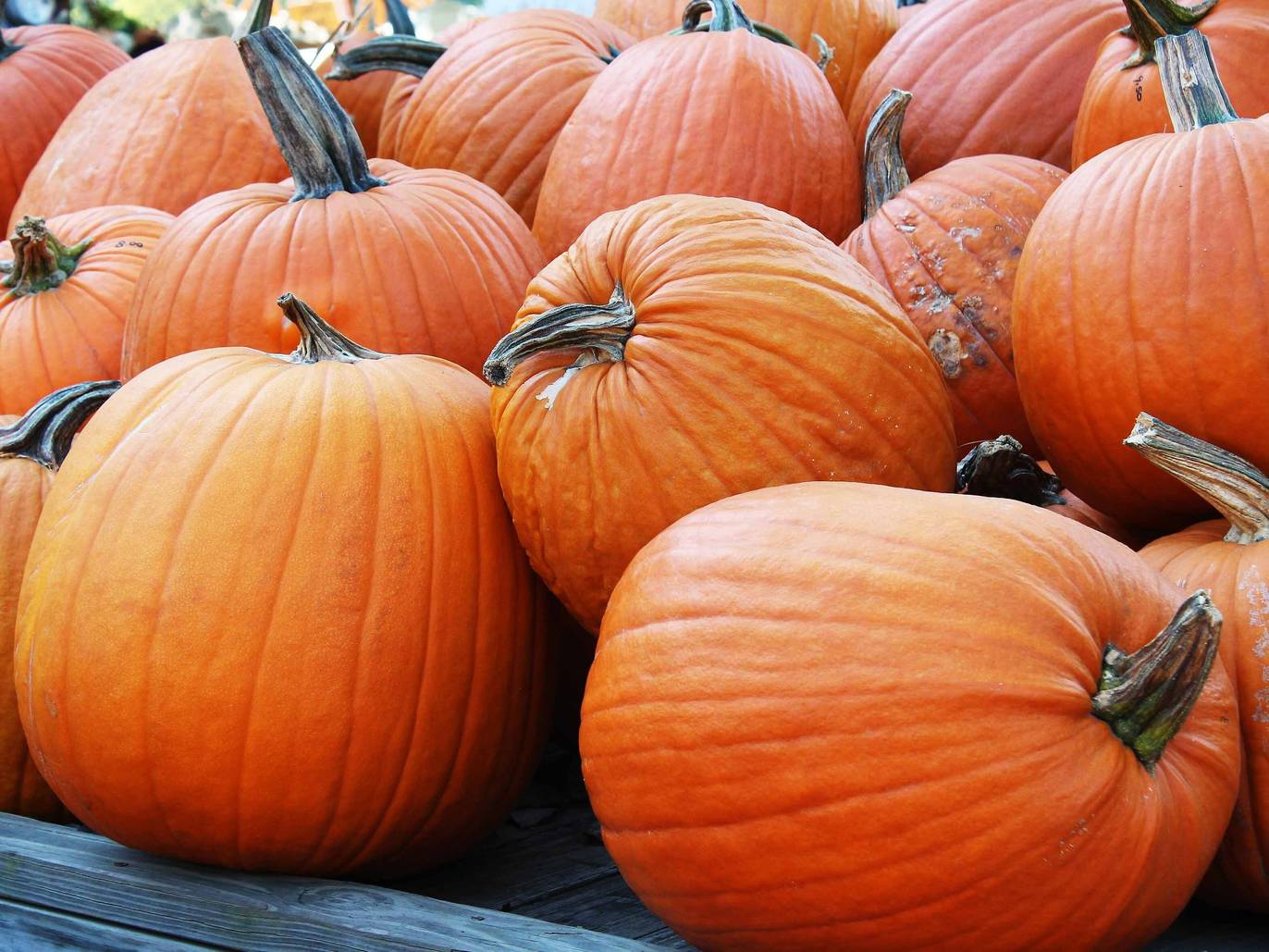 10 Best Pumpkin Patches in the U.S.
