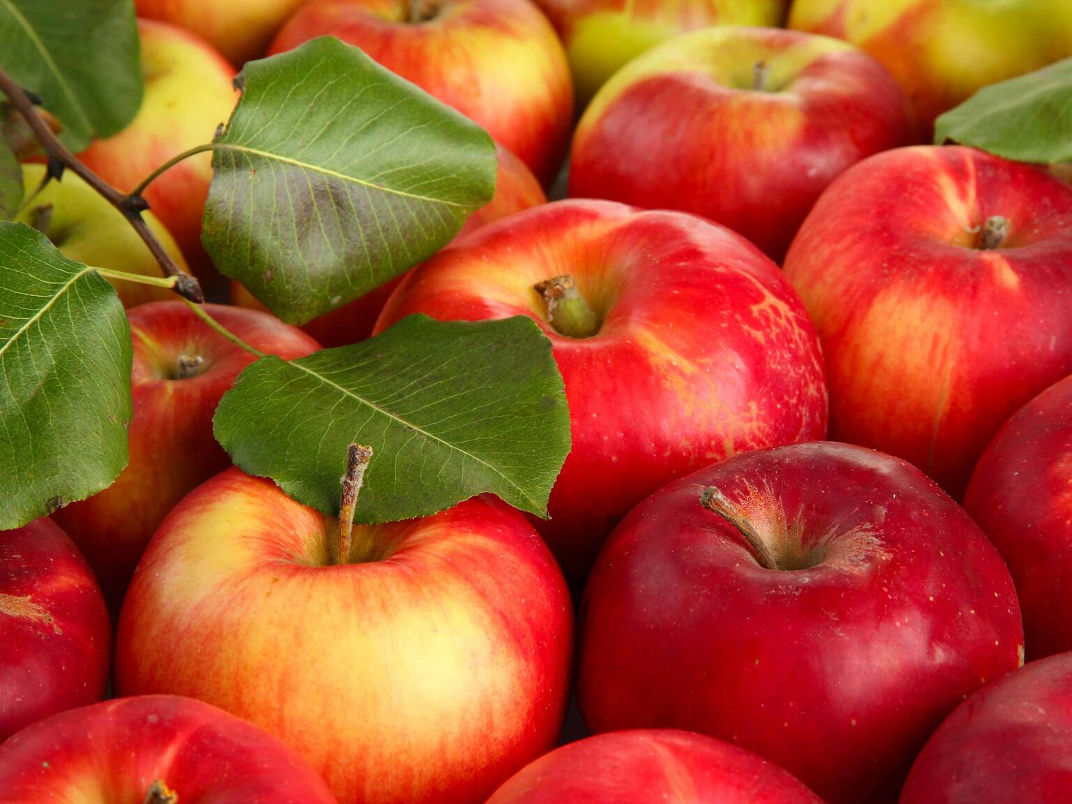 24 Farms and Orchards for Apple Picking Near NYC
