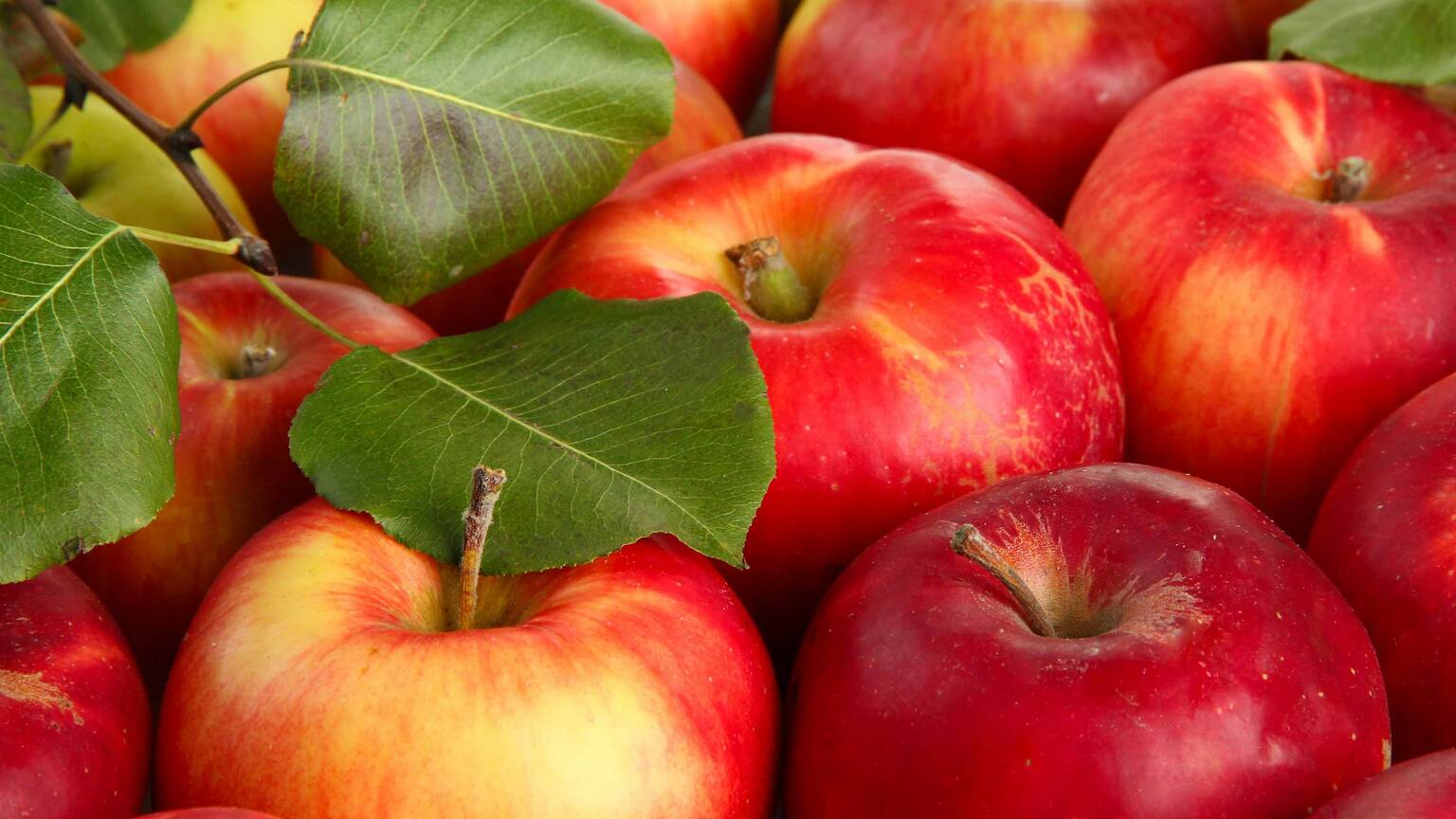 24 Farms and Orchards for Apple Picking Near NYC