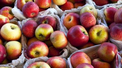 24 Farms and Orchards for Apple Picking Near NYC