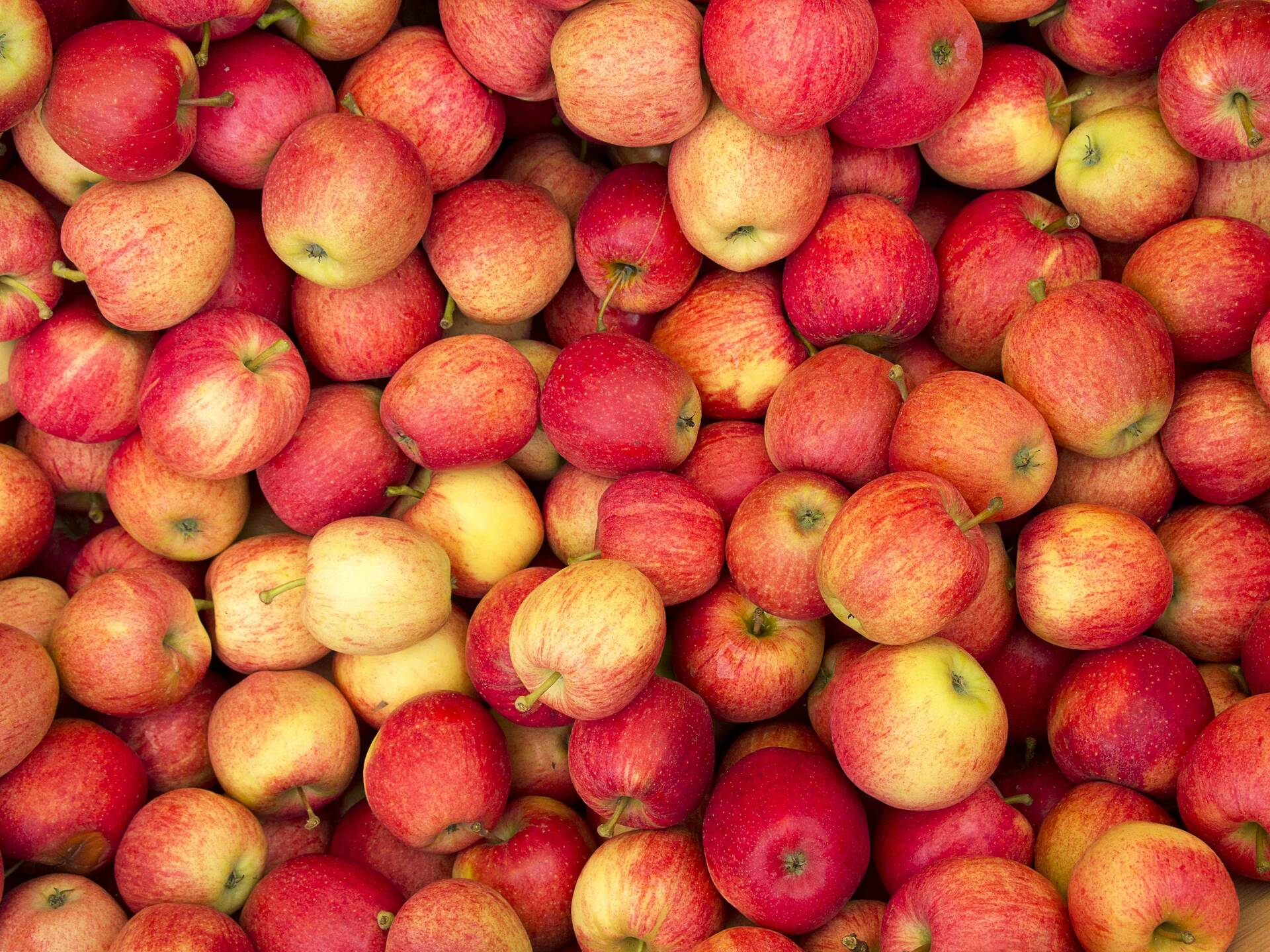 24 Farms and Orchards for Apple Picking Near NYC