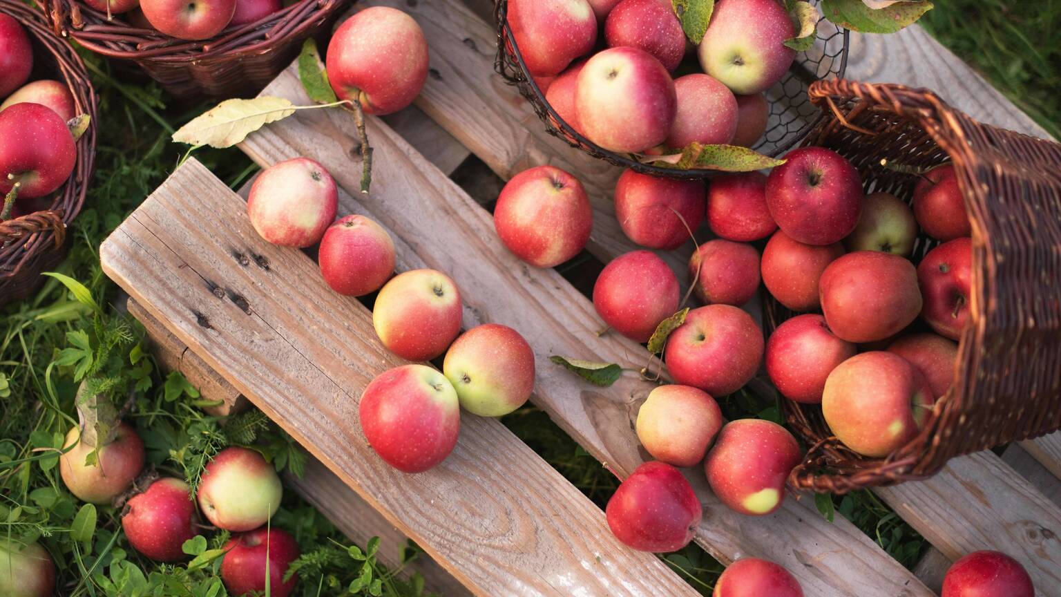 24 Farms and Orchards for Apple Picking Near NYC