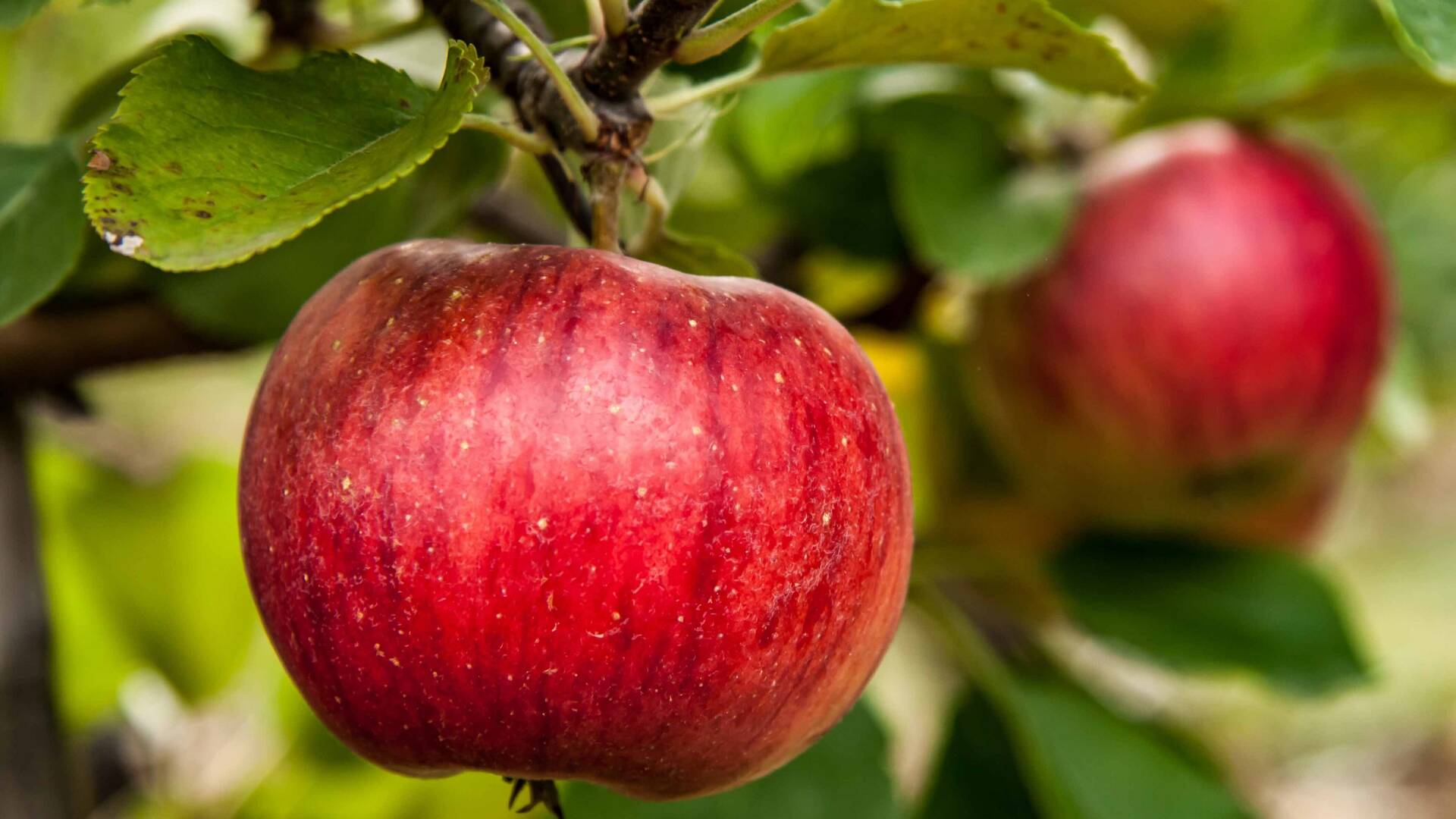 14 Farms for Apple and Pumpkin Picking Near NYC