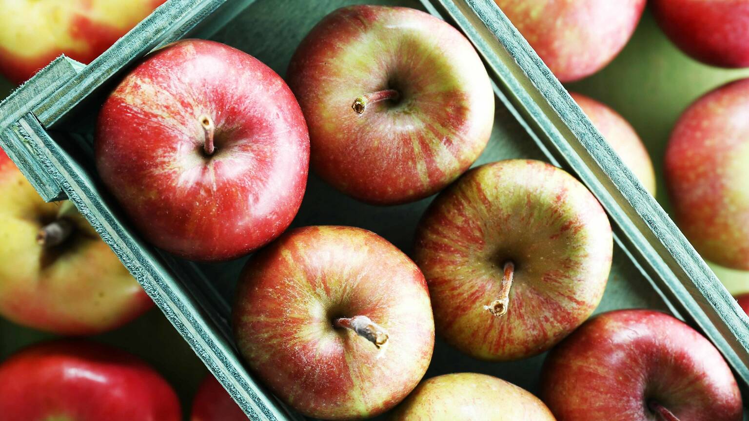 14 Farms for Apple and Pumpkin Picking Near NYC