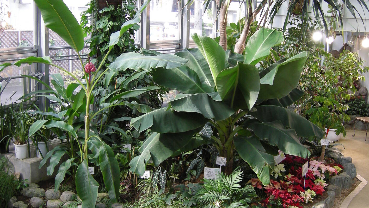 Best botanical gardens and greenhouses in Tokyo | Time Out Tokyo