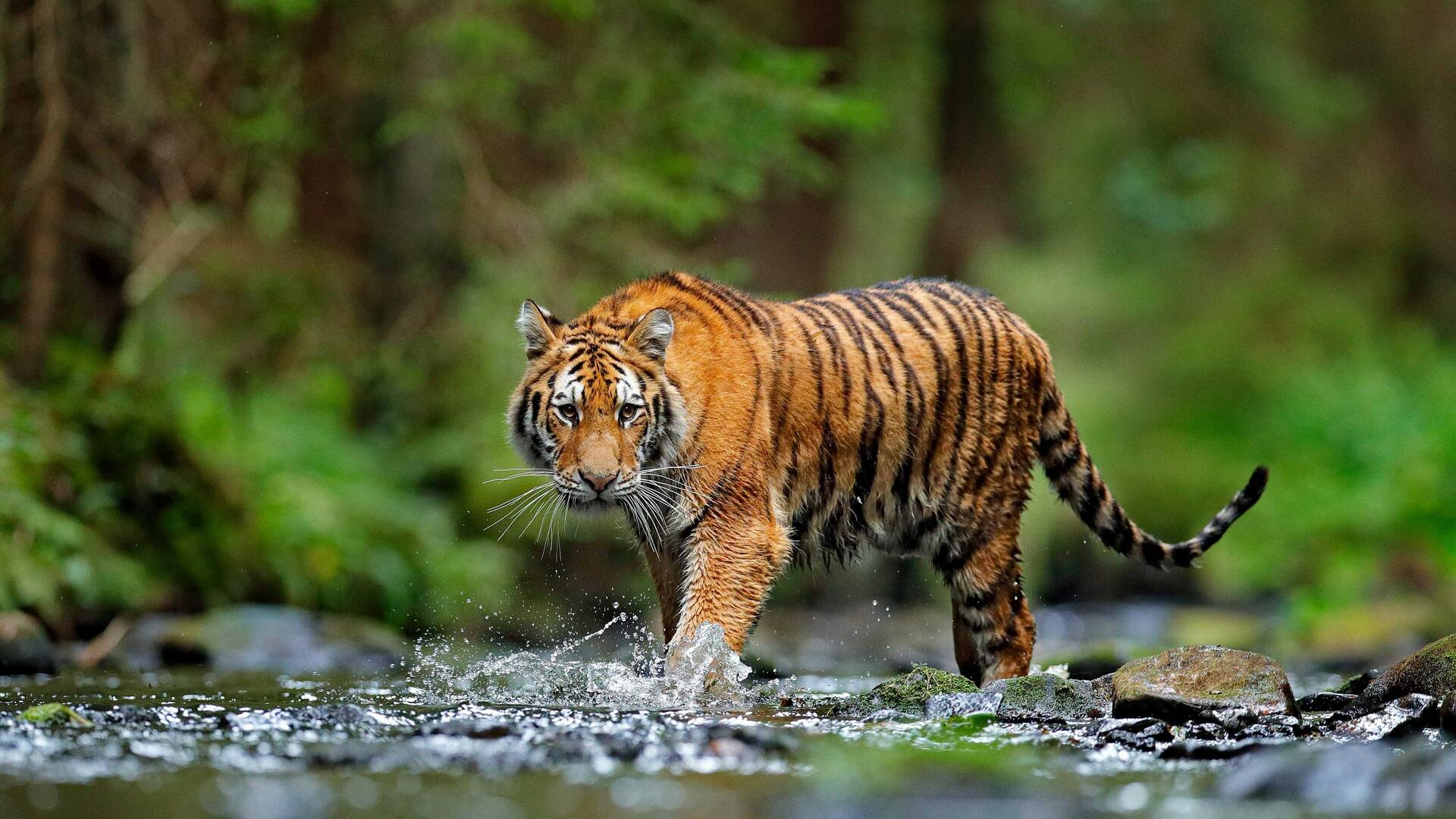 True story: There is a tiger still on the loose in Tennessee