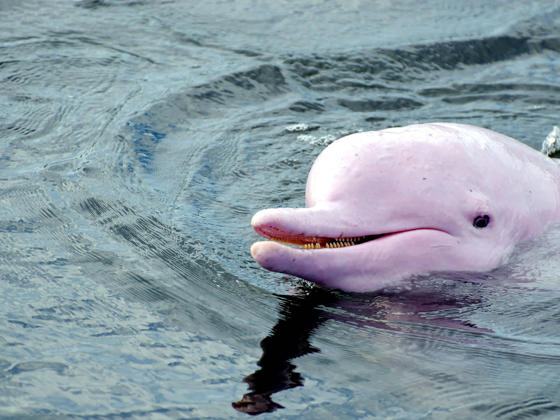 Animals taking over cities and towns during human lockdown