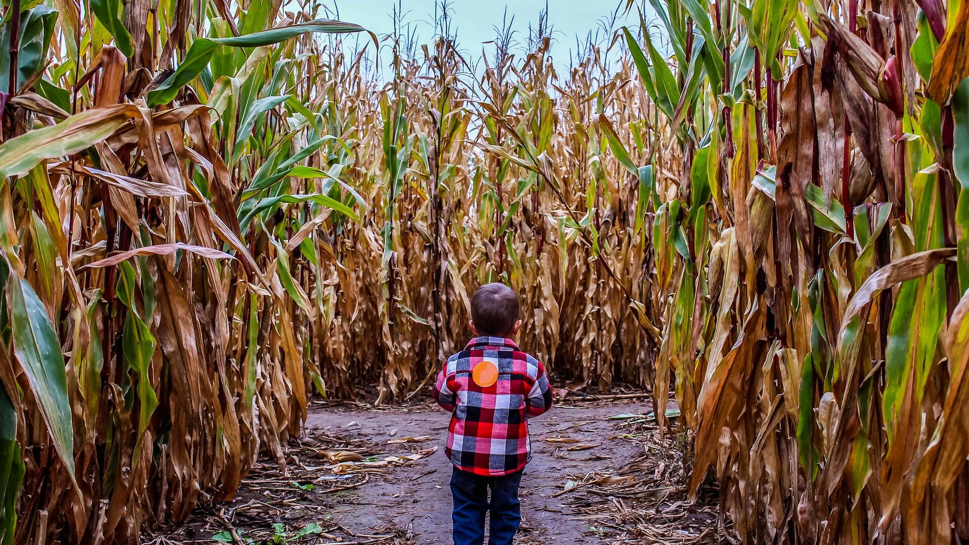 12 Best Corn Mazes Near NYC