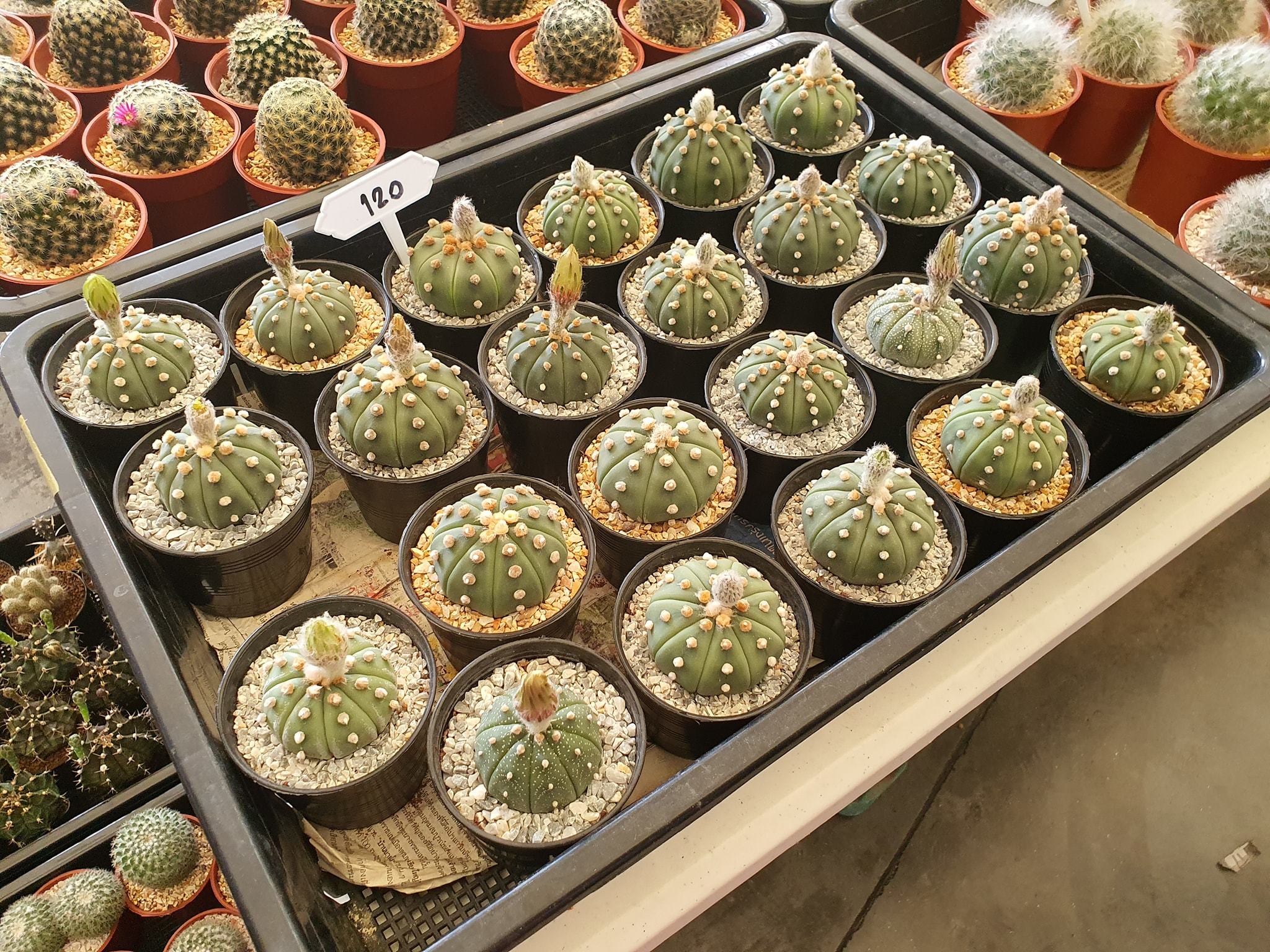 Big Cactus & Succulents Market Fair #3 | Things to do in Bangkok