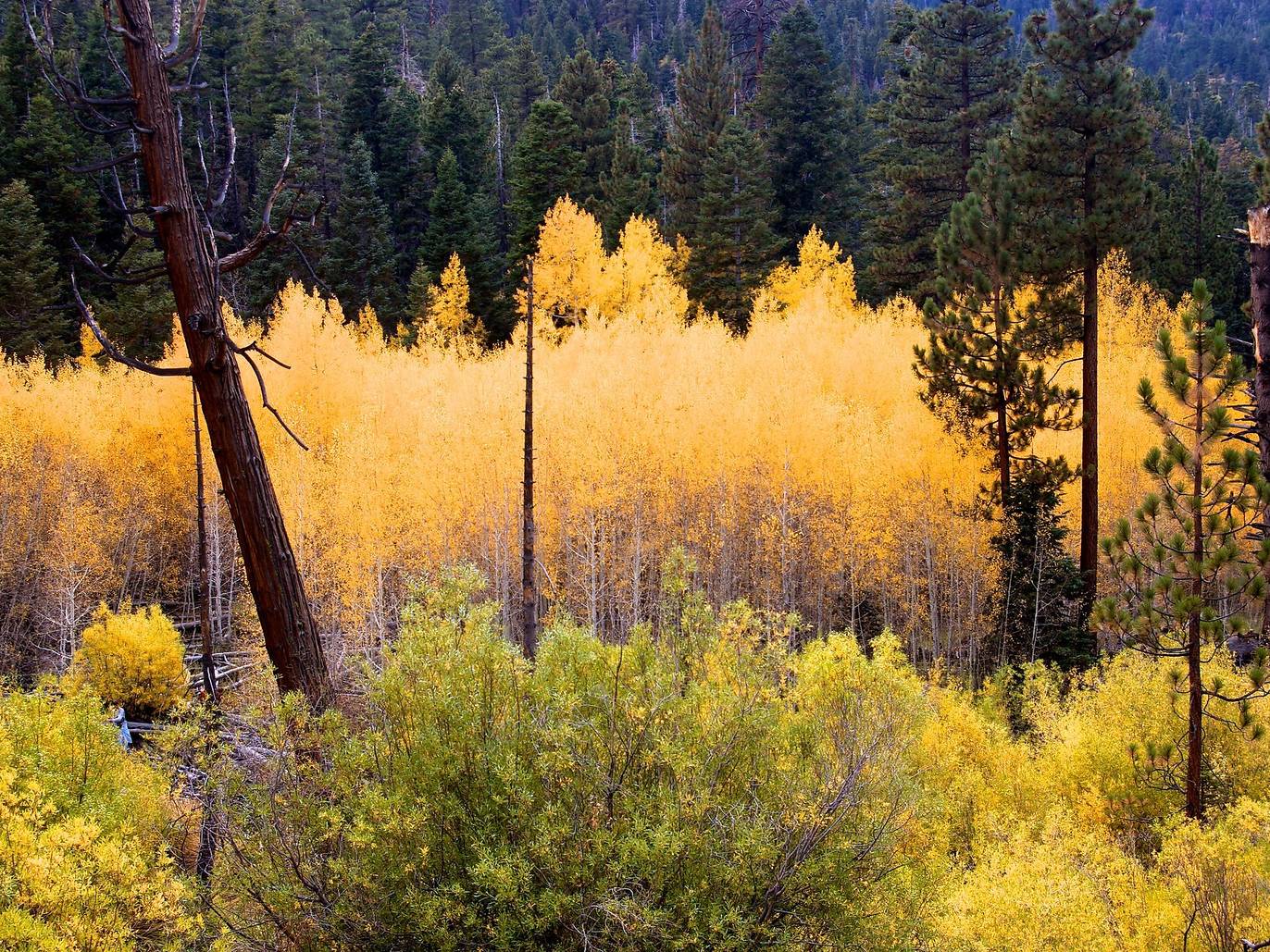 Fall Foliage in Los Angeles: Best Places to Spot Fall Colors