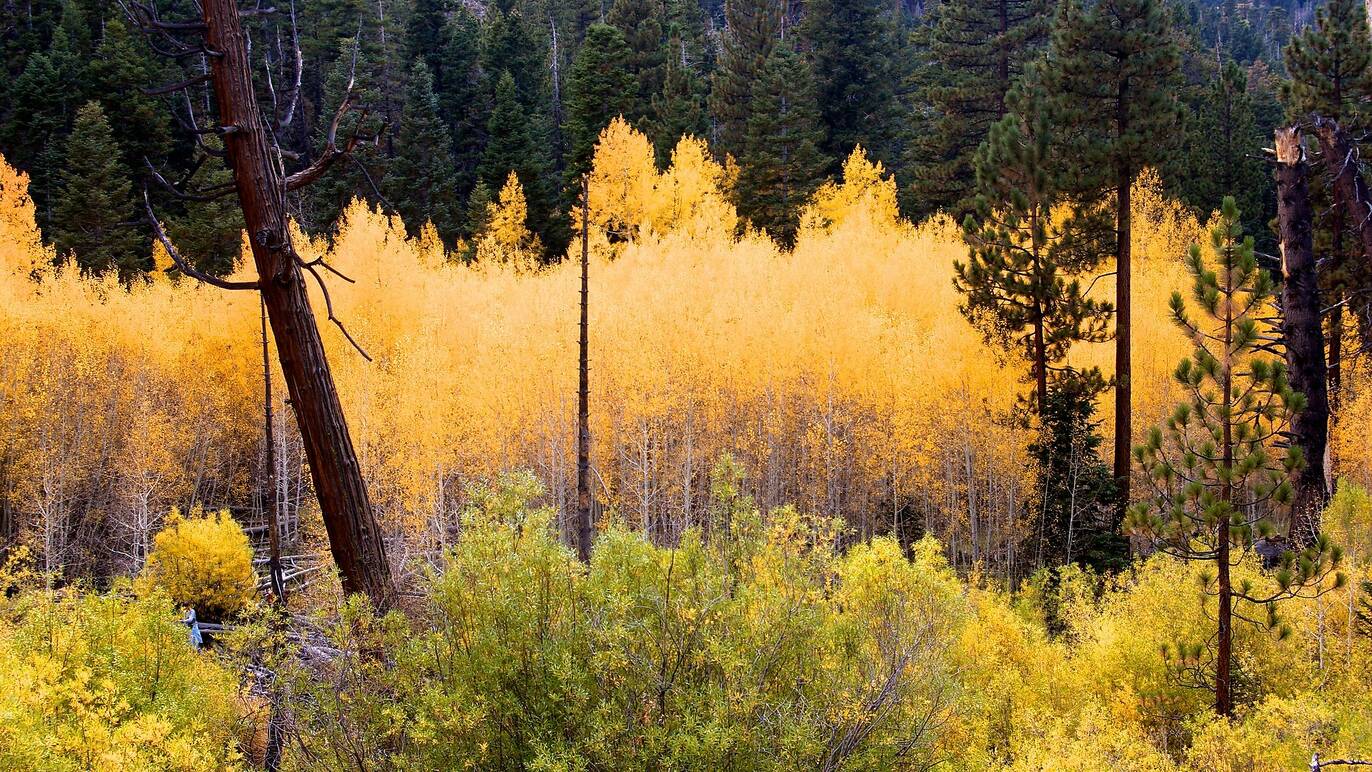 Fall Foliage in Los Angeles: Best Places to Spot Fall Colors