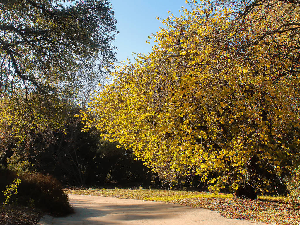 Fall Foliage in Los Angeles: Best Places to Spot Fall Colors