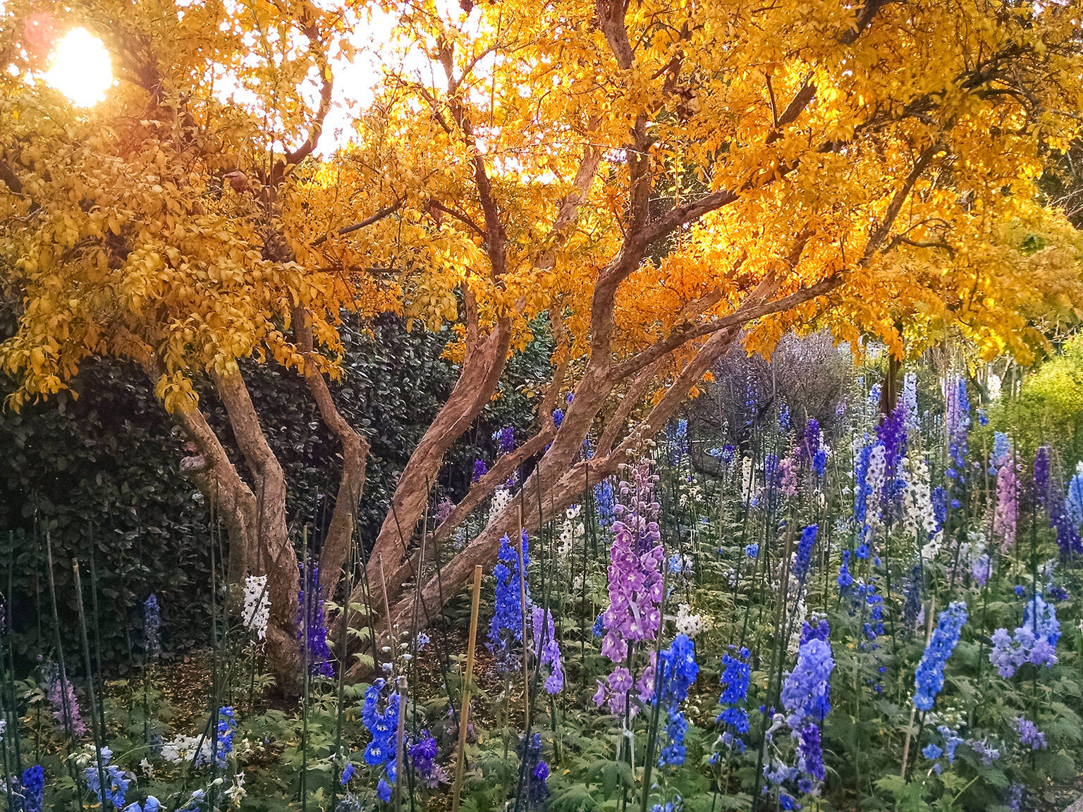 Fall Foliage in Los Angeles: Best Places to Spot Fall Colors