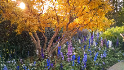 Fall Foliage in Los Angeles: Best Places to Spot Fall Colors