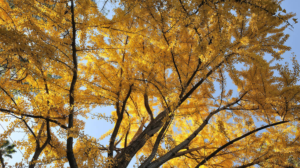 Fall Foliage in Los Angeles: Best Places to Spot Fall Colors