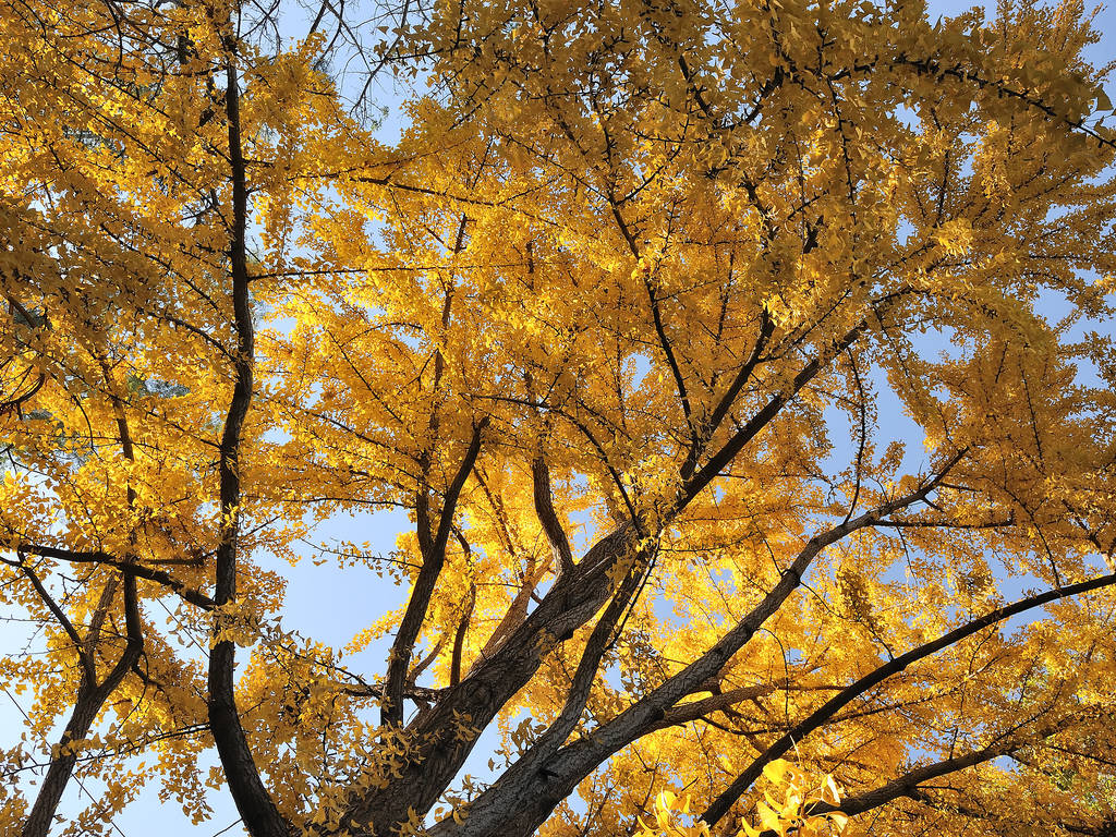 Fall Foliage in Los Angeles: Best Places to Spot Fall Colors