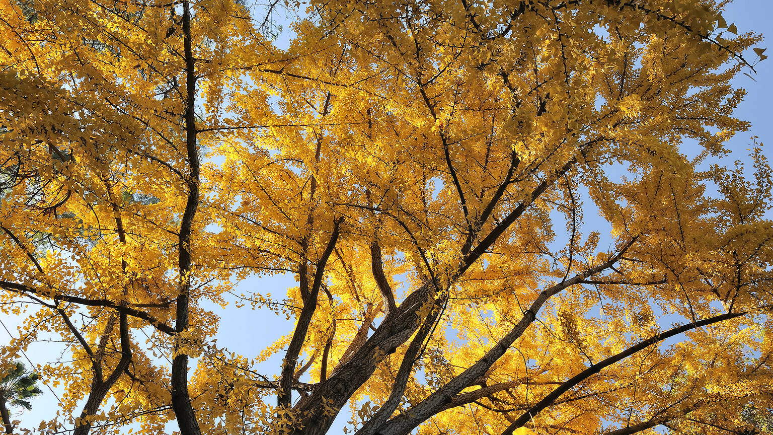 Fall Foliage in Los Angeles: Best Places to Spot Fall Colors