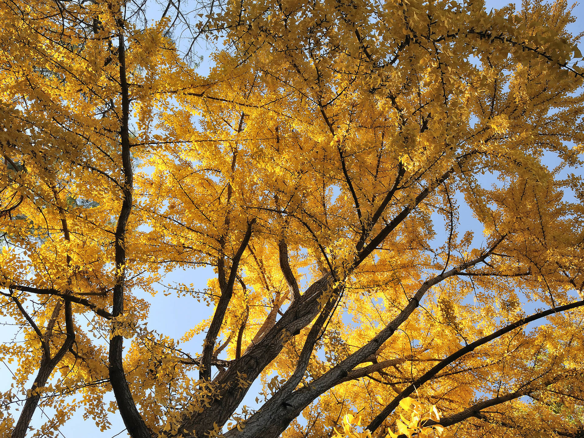 Fall Foliage in Los Angeles: Best Places to Spot Fall Colors