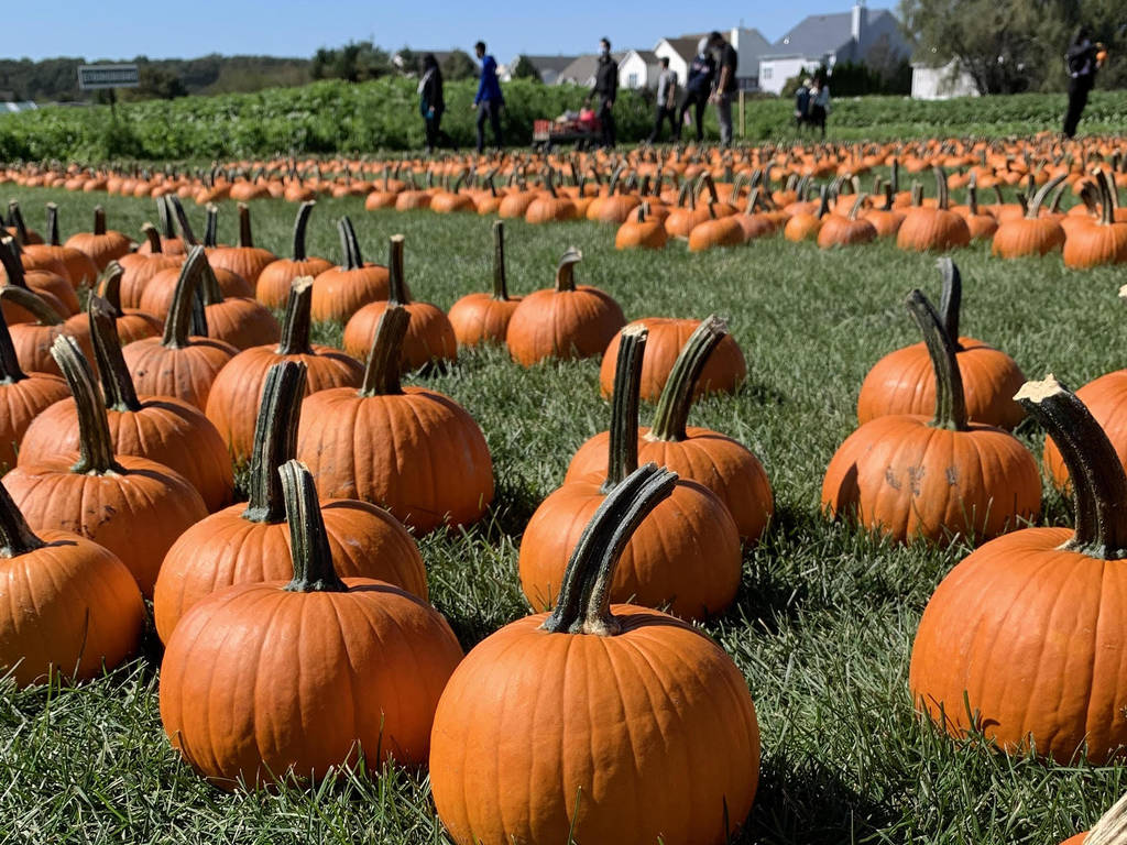 7 Fall Festivals in NYC 2023 Families Will Love