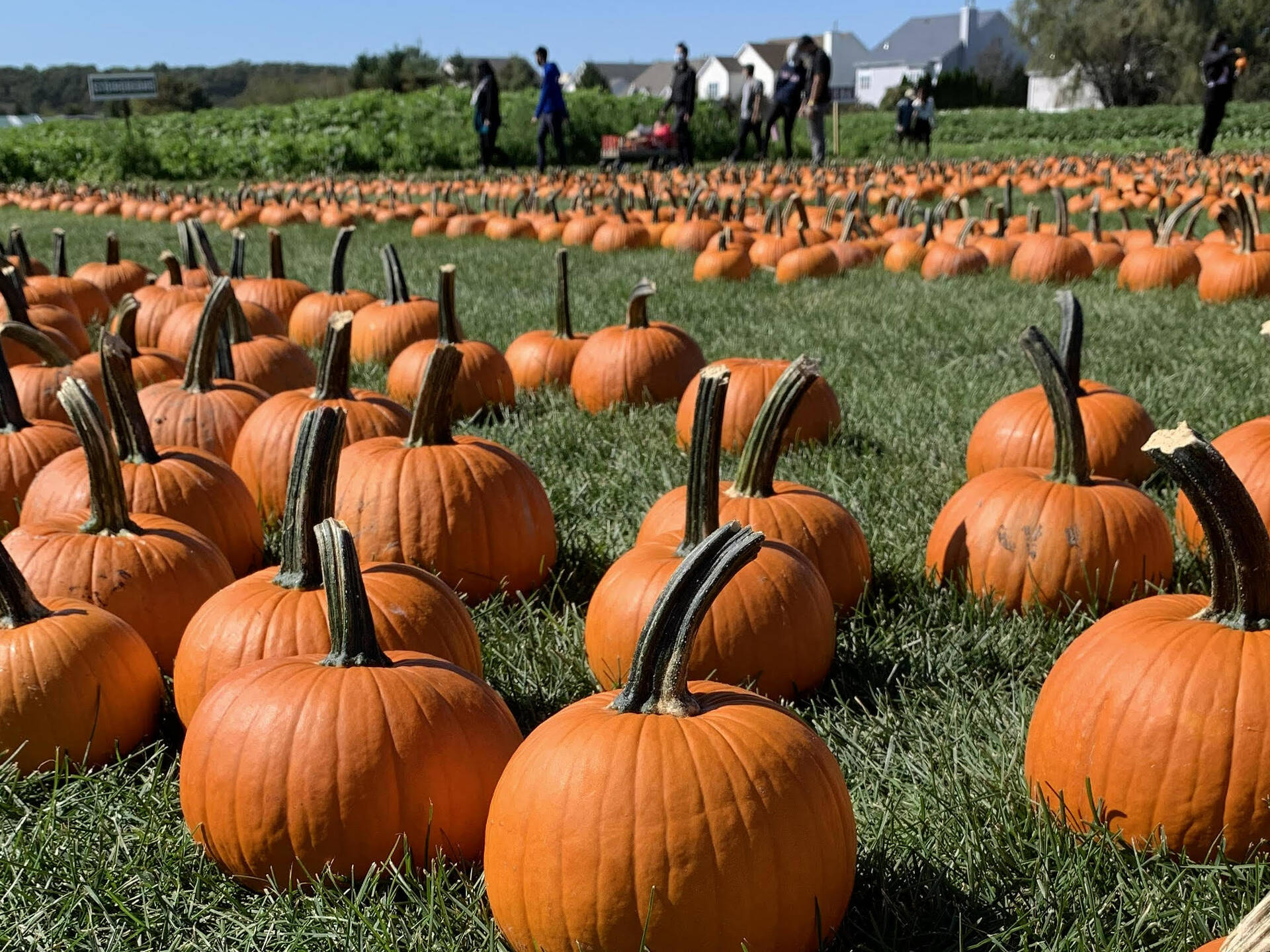 7 Fall Festivals in NYC 2023 Families Will Love