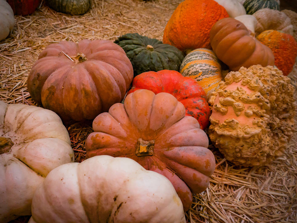 Best Pumpkin Patches in Los Angeles for Halloween Fun