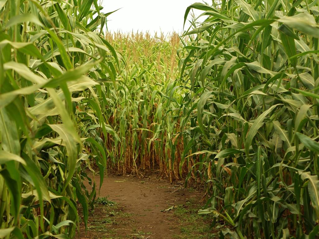 17 Biggest and Best Corn Mazes in the US to Get Lost In