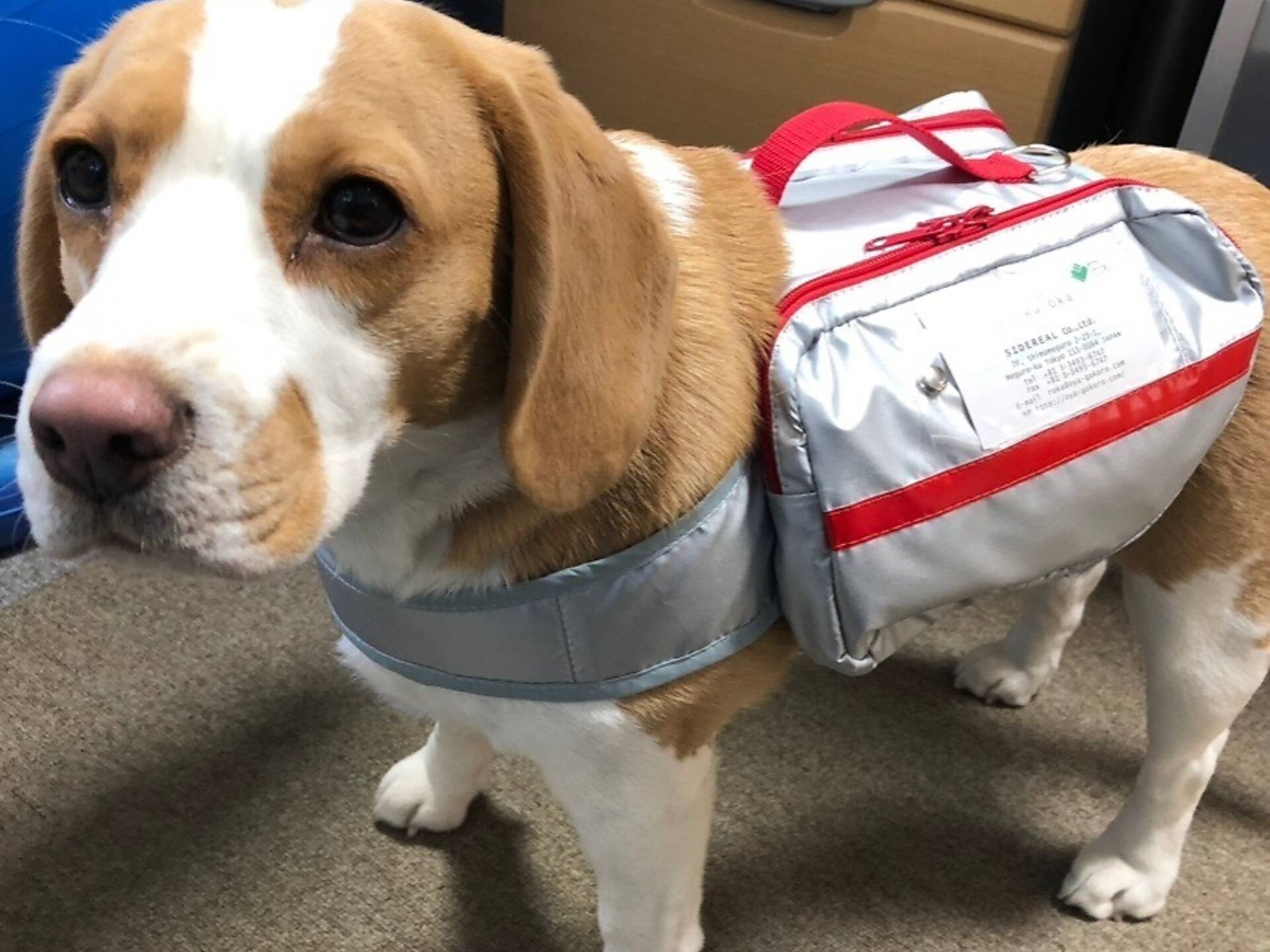 These are the cutest and weirdest Japanese pet products | Time Out Tokyo