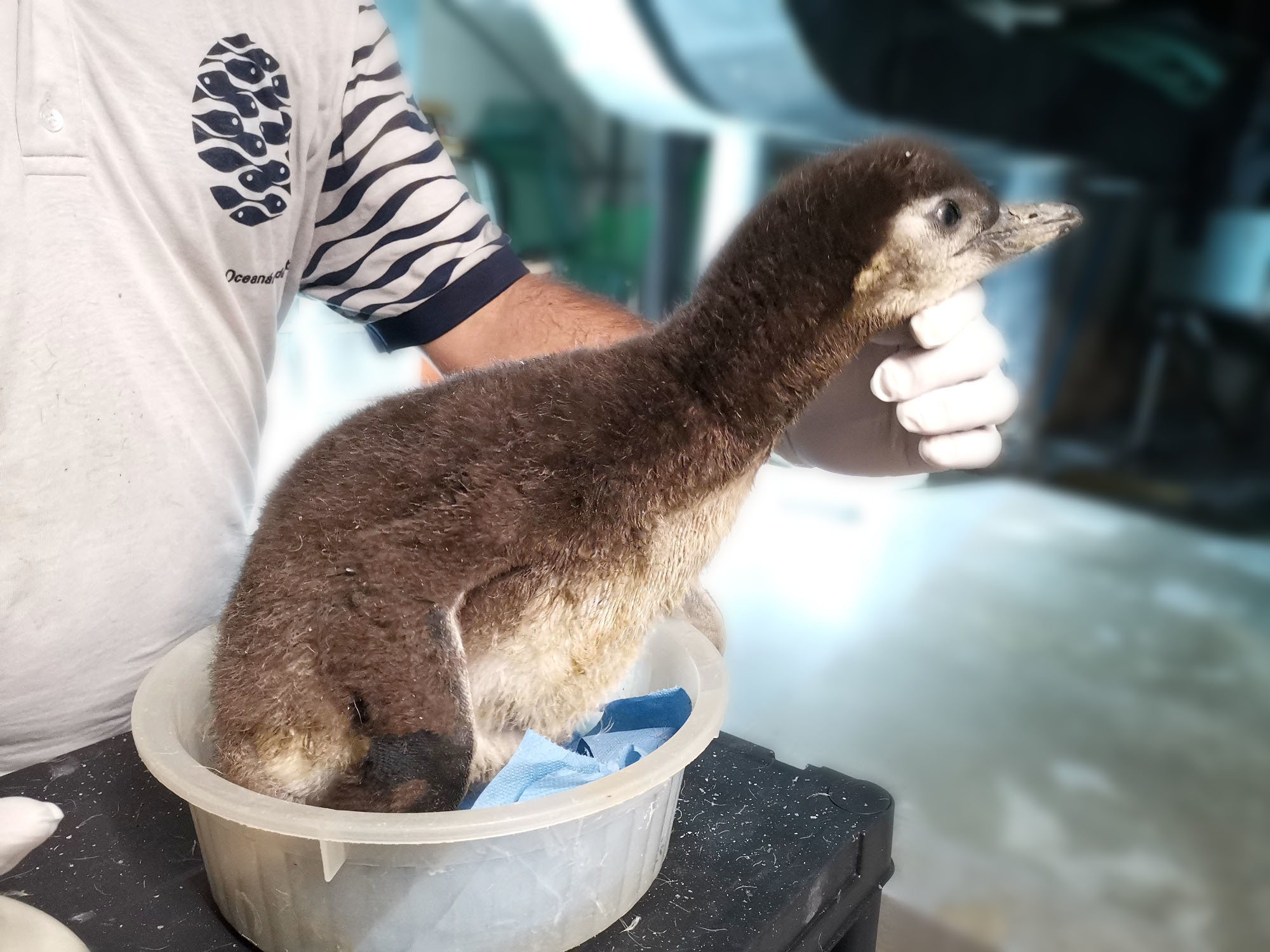 Há um novo pinguim bebé para conhecer no Oceanário
