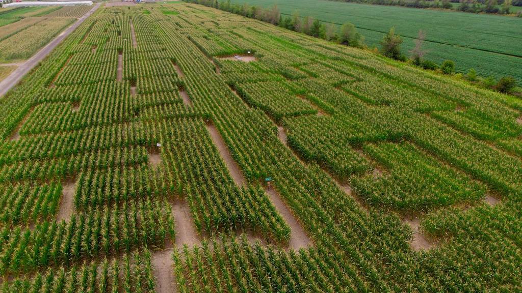 11 Best Corn Mazes Near Montreal to Explore