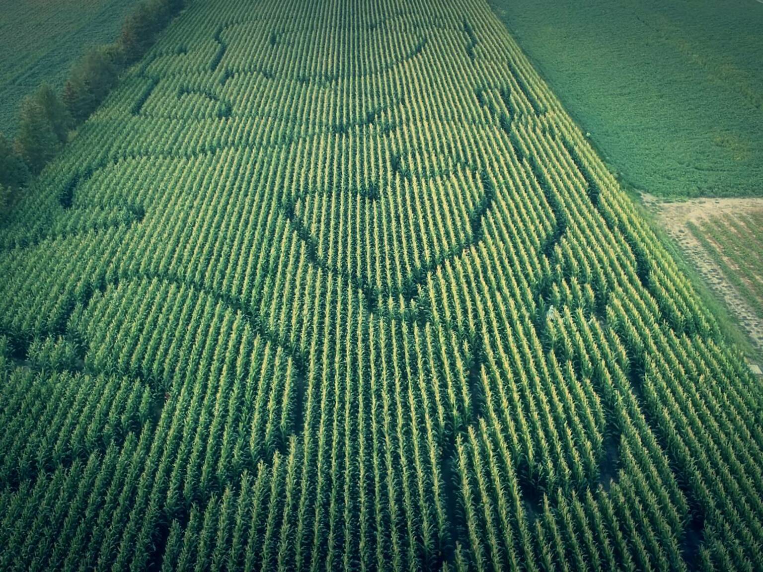 11 labyrinthes de maïs à explorer près de Montréal