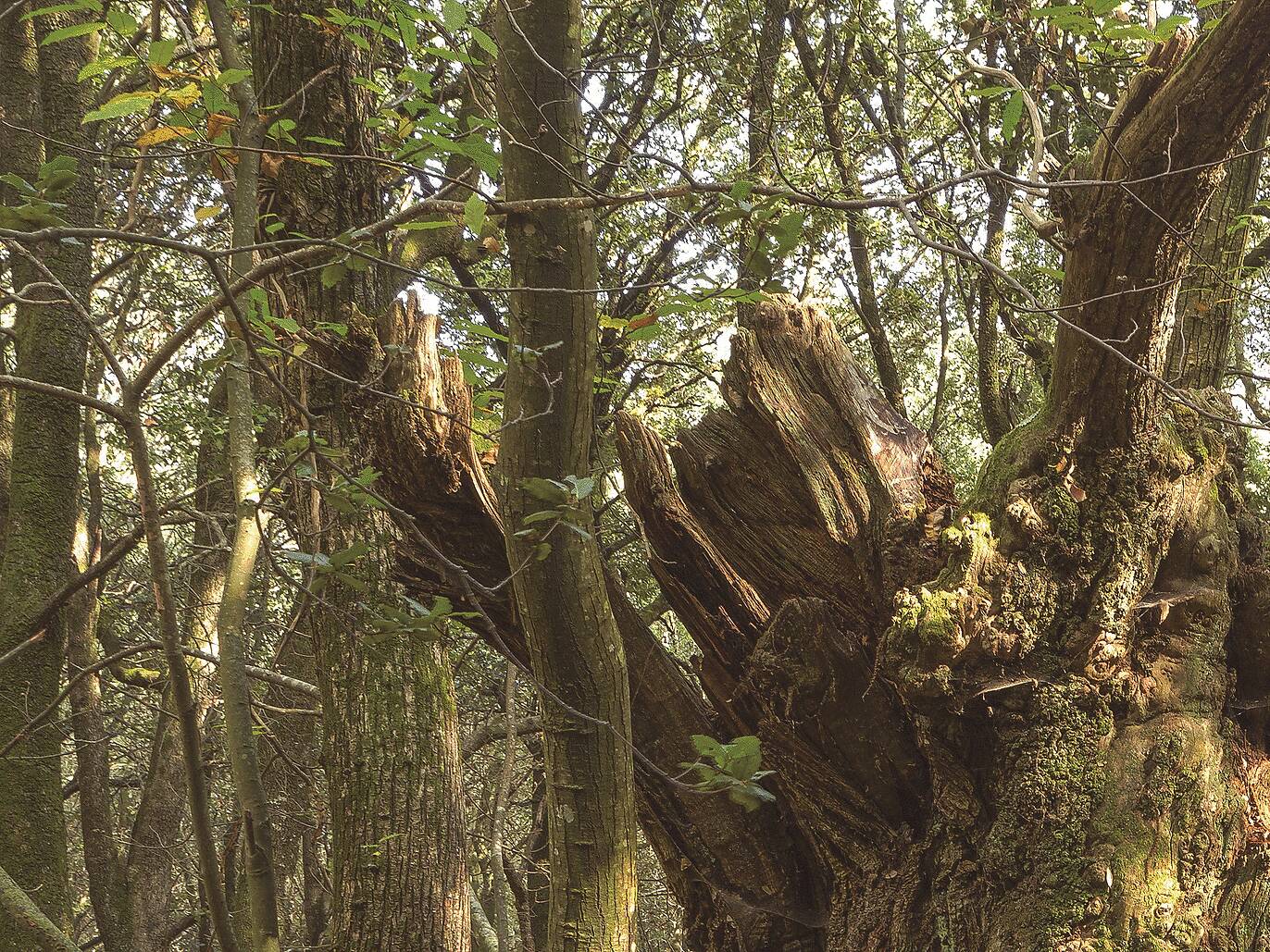 9 bosques de Catalunya para visitar en otoño