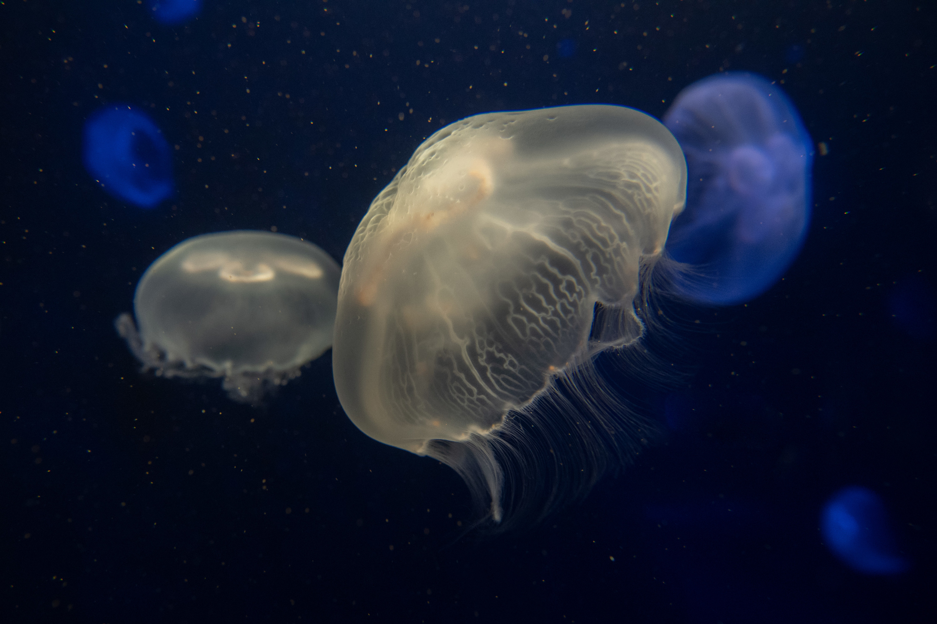 "Spineless" at the New York Aquarium | Things to do in New York Kids