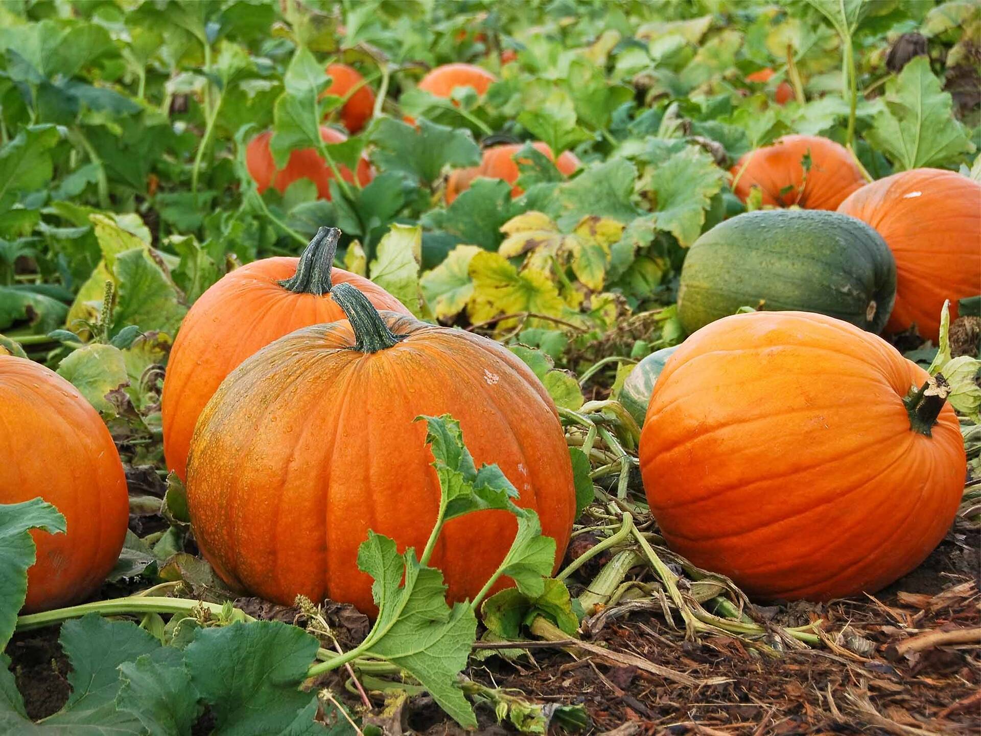 20 best spots for pumpkin picking in NYC