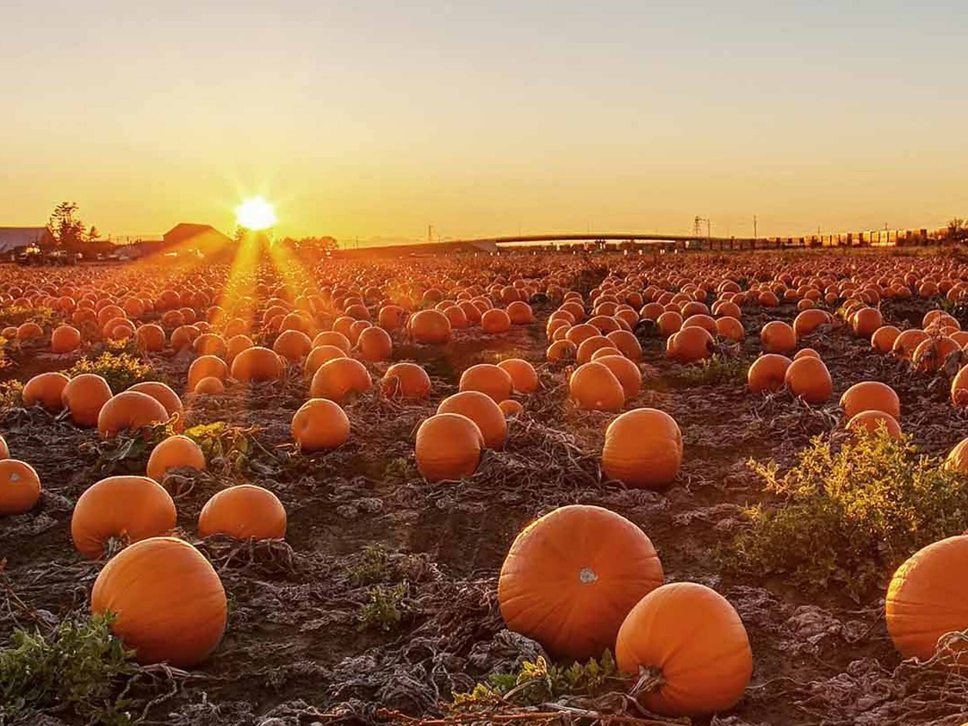 20 best spots for pumpkin picking in NYC