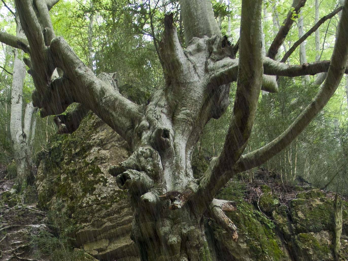 9 bosques de Catalunya para visitar en otoño