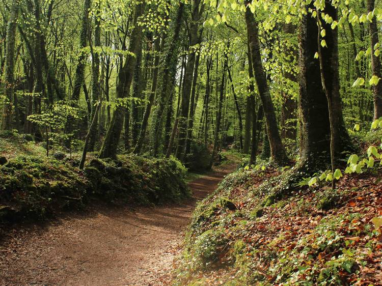 7 bosques de Catalunya para visitar en otoño