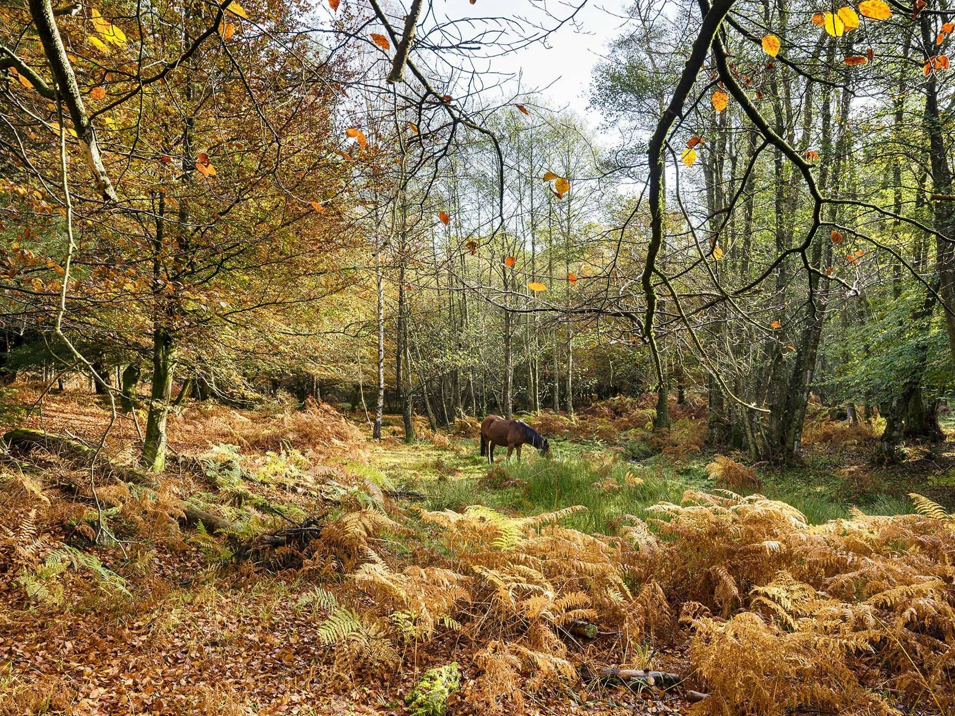 9 Best Places to See Autumn Leaves in the UK in 2024
