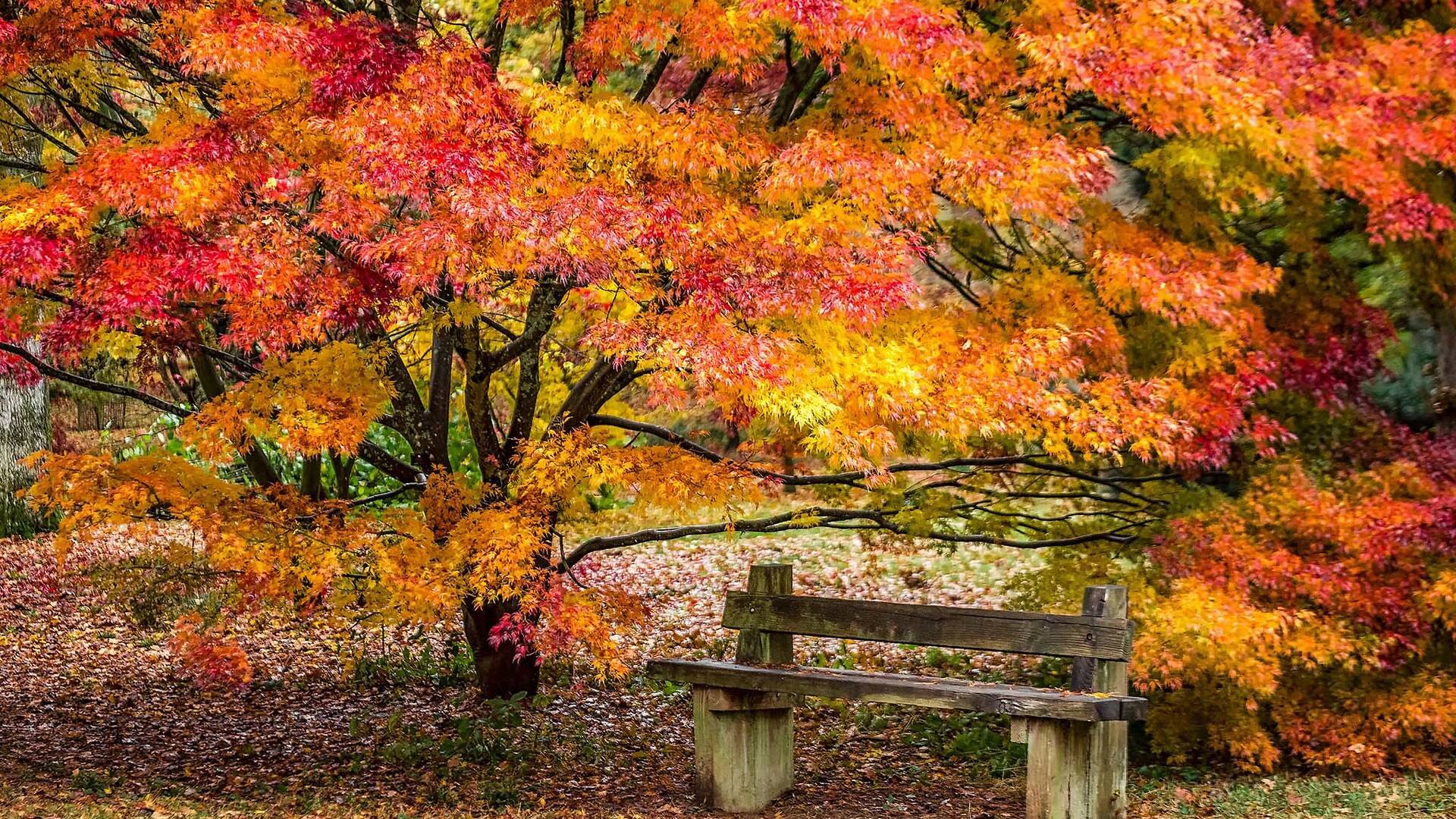 9 Best Places to See Autumn Leaves in the UK in 2024