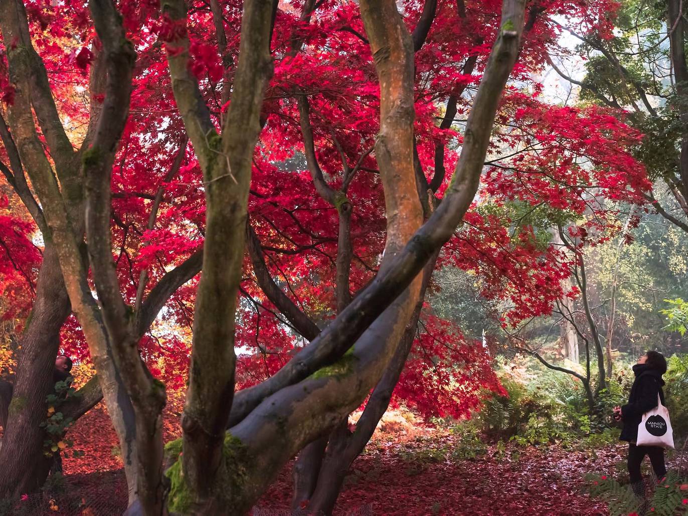 9 Best Places to See Autumn Leaves in the UK in 2024